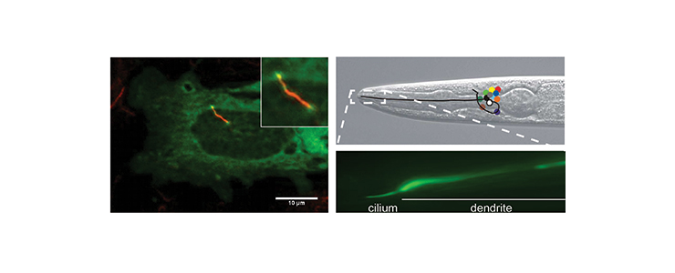 Dr. G. (Gert) Jansen