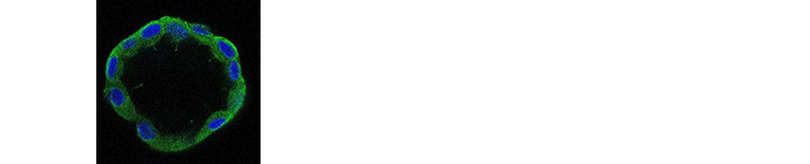 Dr. G. (Gert) Jansen