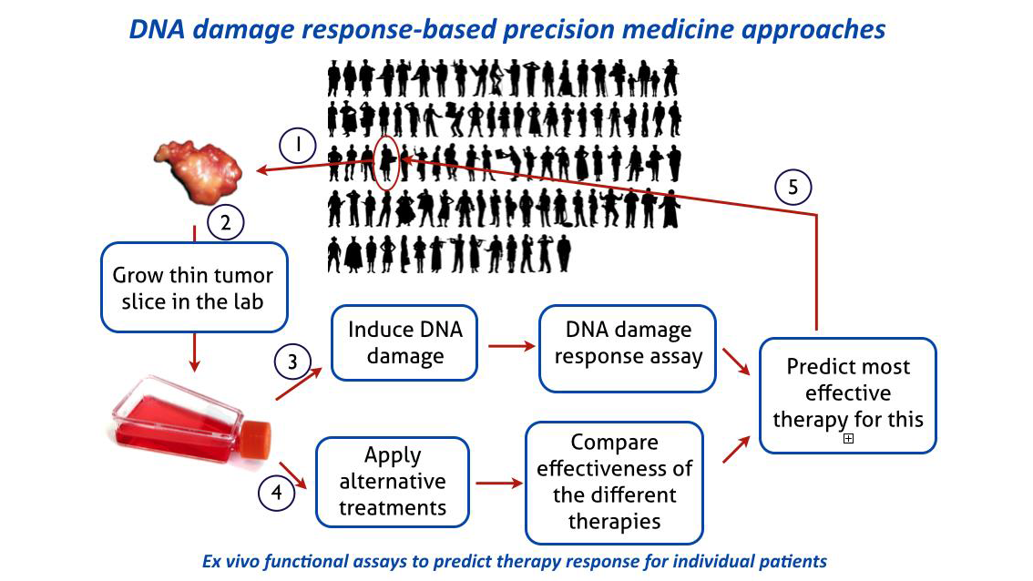 The impact and application of the DNA damage response in cancer
